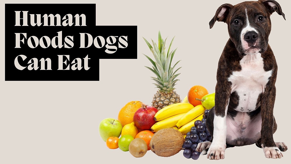Human Foods Dogs Can Eat | Lifestyle Blog | Rootsy Living